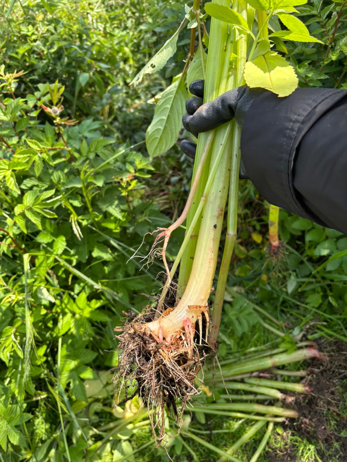 Wee Notes & Breaking News | Terrenus